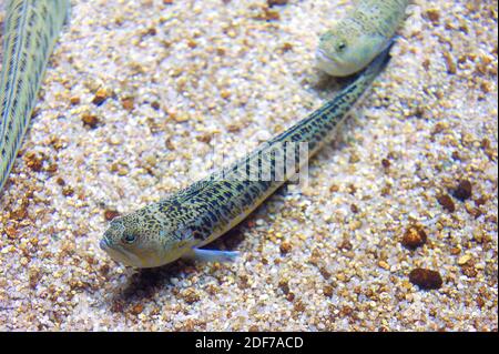 Größere Fische Petermännchen (Trachinus Draco Stockfotografie - Alamy