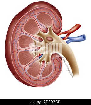 Anatomische Zeichnung einer Niere Stockfotografie - Alamy