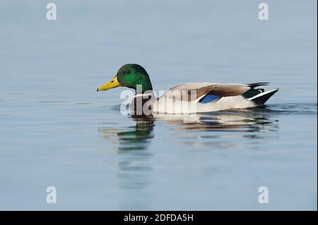 Vorfahre der Hausente. Es brütet in Parks, Kanälen, Seen, Sümpfen und ...