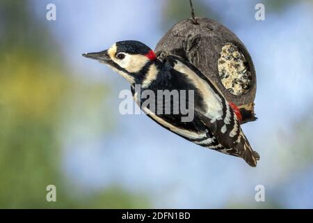 Buntspecht, Männchen, Flug, Flugbild, fliegend, Bunt-Specht, Specht ...