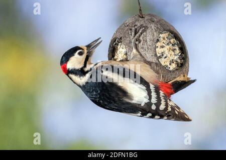 Buntspecht, Männchen, Flug, Flugbild, fliegend, Bunt-Specht, Specht ...