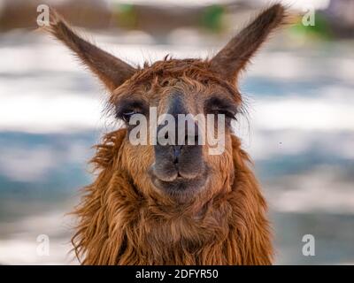 Lustige Lama Gesicht glücklich lächelnd Llama, Warren Mill Farm Park ...