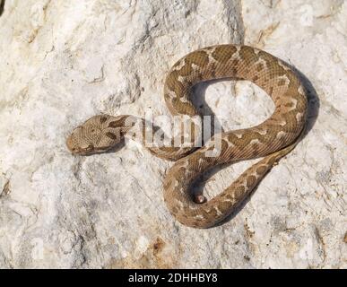 Steinviper, Montivipera xanthina, Vipera xanthina in chios ...