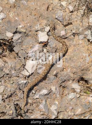 Steinviper, Montivipera xanthina, Vipera xanthina in chios ...