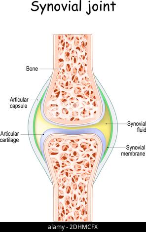 Menschliche Knochen Anatomie und Diagramm Abbildung Stock-Vektorgrafik ...