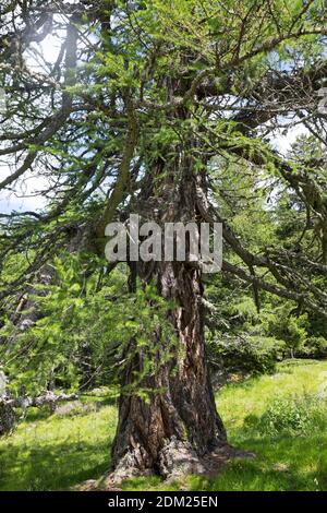 Europäische Lärche, Lärche, Rinde, Borke, Stamm, Baumstamm, Larix ...