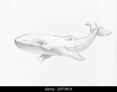 Blauwal, auf weißem Hintergrund Hand isoliert gemalte Aquarell ...