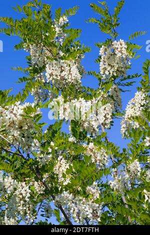 Weiße Acacia Robinier-Blumen. Blühende Robinie, Robinia pseudoacacia ...