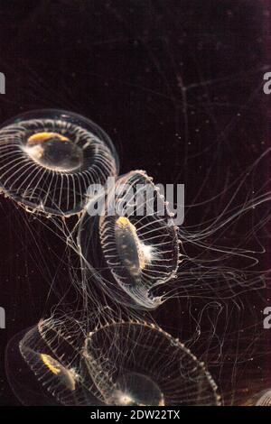 Crystal Qualle Aequorea Victoria ist eine biolumineszente Hydrozoan ...