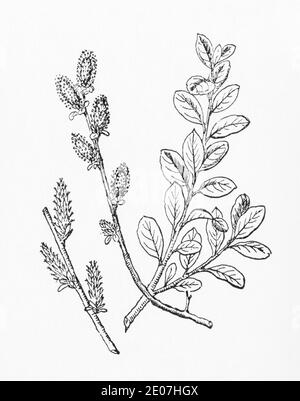 Alte botanische Illustration Gravur von schleichenden Thistle / Cirsium ...