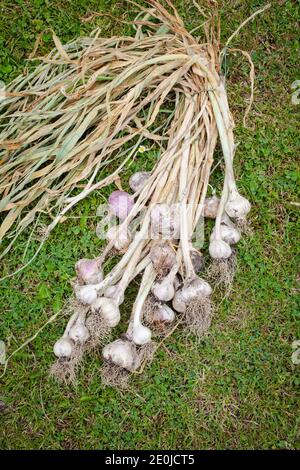 Mein Hausgarten Bio-Produkte. Drei Arten von Knoblauch - Elefant ...
