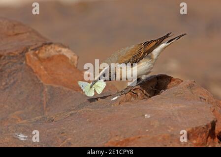 Seebohm's Wheatear (Oenanthe seebohmi) erstes Sommermännchen mit ...