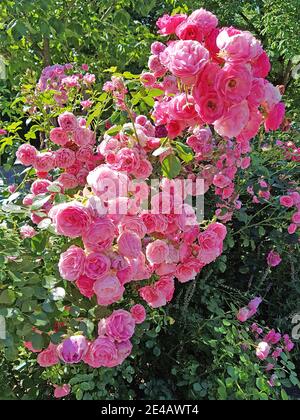 Blühender Rosenstrauch im Garten mit roten Blüten, bedeckt mit ...