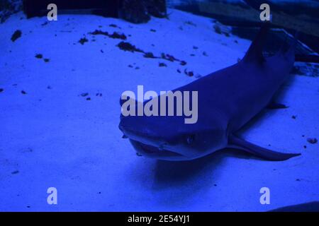 Der Riffhai (Triaenodon obesus) ist die einzige Art von Riffhaien aus ...