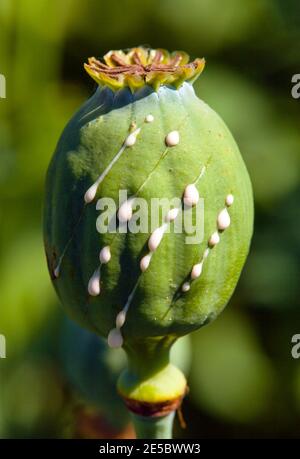 Geschnittener Mohn für Opium, Detail von Opiummohn in lateinischem ...