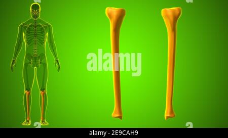 Menschliche Skelett Anatomie Tibia Knochen 3D Rendering für ...
