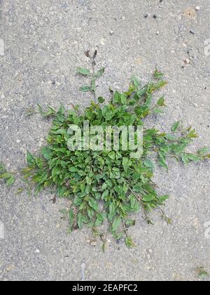 Ackerwinde; Convolvulus Arvensis; Keimling, Sproessling, Sprosse ...