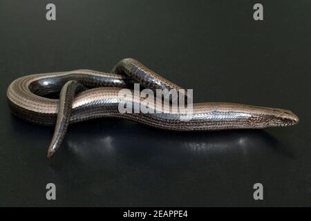 Blindschleiche, Anguis, fragilis, Echsenart, Echse Stockfotografie - Alamy