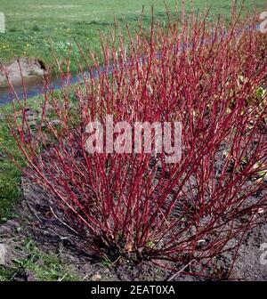 Hartriegel, Cornus, Strauch, Busch, Gehoelz Stockfotografie - Alamy