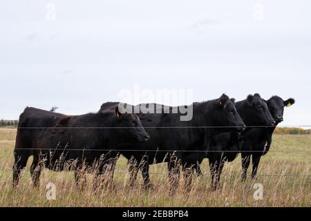 Black Angus, Rinder, Kühe, Prärie, South Dakota, USA, USA, Amerika ...
