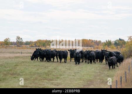 Black Angus, Rinder, Kühe, Prärie, South Dakota, USA, USA, Amerika ...