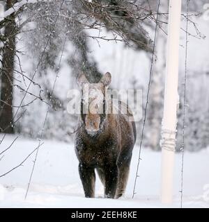 Schwedischer Elch, Alces alces, im Tiefschnee. Das Tier ist in der Nähe ...
