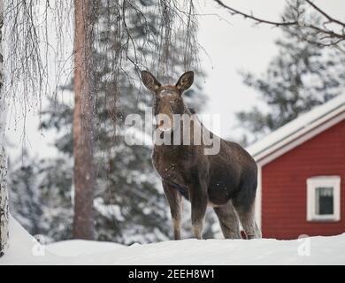 Schwedischer Elch, Alces alces, im Tiefschnee. Das Tier ist in der Nähe ...