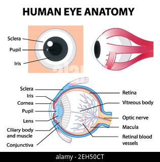 Diagramm der Anatomie des menschlichen Auges mit Beschriftung Stock ...