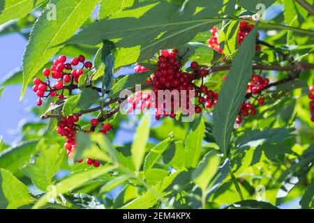 Trauben-Holunder, Traubenholunder, Berg-Holunder, Bergholunder, Roter ...