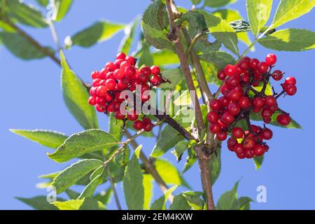 Trauben-Holunder, Traubenholunder, Berg-Holunder, Bergholunder, Roter ...