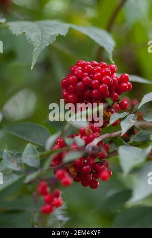 Trauben-Holunder, Traubenholunder, Berg-Holunder, Bergholunder, Roter ...