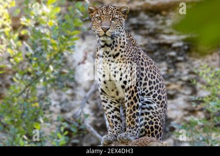 Javan Leopard (Panthera pardus Melas) ruht auf gefallenen Baumstamm im ...