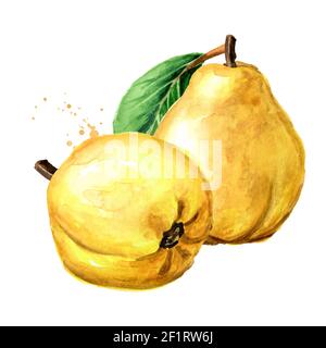 Frische reife gelbe Quitten Früchte mit grünen Blättern ...