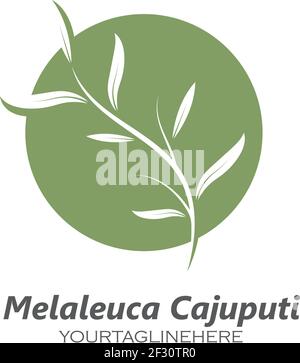 melaleuca cajuputi Blatt Symbol Vektor Illustration Design Vorlage ...
