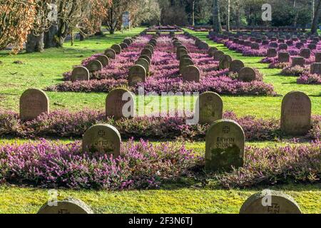 Violette Erica Zwischen Weltkriegsgräbern auf dem Stadtfriedhof ...