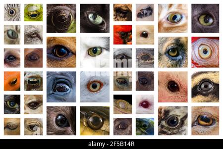 Nahaufnahme Makrocollage von Tieraugen aus vielen verschiedenen Arten ...