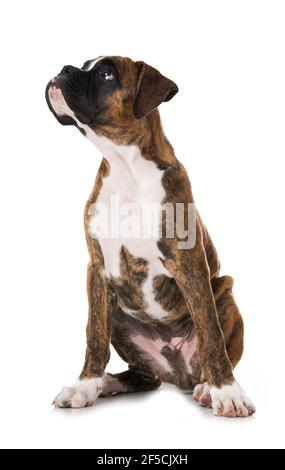 Boxer Welpen, braun gestromt, sitzen auf einer Wiese, Nord-Tirol ...