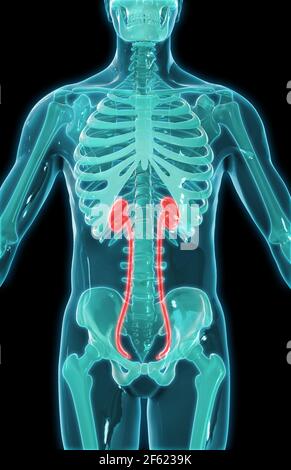 3 d Darstellung der Anatomie der menschlichen Nieren (menschliche ...