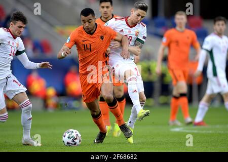 SZEKESFEHERVAR, UNGARN - 30. MÄRZ: Cody Gakpo aus den Niederlanden U21 ...