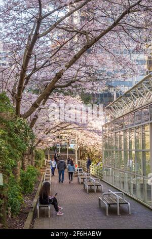 Burrard Station Bäume blühen im Frühling in der Nähe von Wolkenkratzern ...