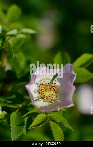 Blumen der Hunderose Hagebutte wächst in der Natur, Wildrose in der ...