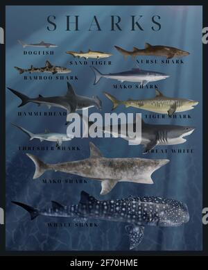 Pädagogisches Poster, das verschiedene Haiarten maßstabsgemaßstäben ...