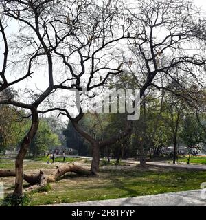 Großer Baum mit Ästen und Land mit Kräutern, große Bäume in der Natur ...