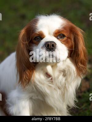 Cavalier King Charles Spaniel Hund auf dem Bett zu Hause. Leerzeichen ...