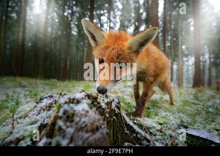 Rotfuchs (Vulpes vulpes), während der ersten 2 bis 3 Wochen nach der ...