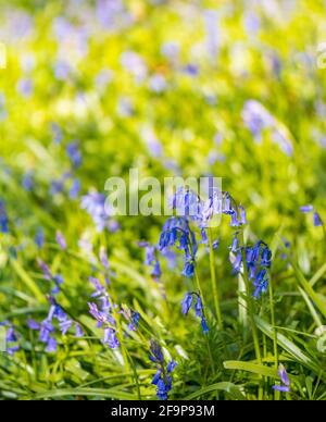 Bluebell (Hyacinthoides non-scripta), Clayfield Corpse Nature Reserve ...