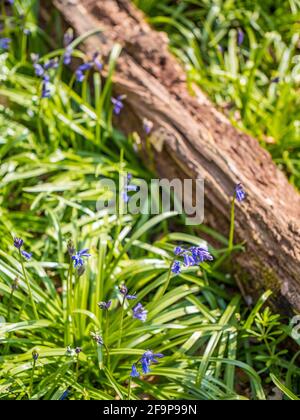 Bluebell (Hyacinthoides non-scripta), Clayfield Corpse Nature Reserve ...