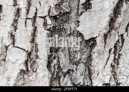 Walnussbaum Rinde weiß mit weißen Kalk Mischung, um Sonnenbrand zu ...