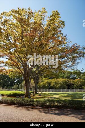 Die Herbstfärbung der Bäume auf dem Honmaru O-shibafu (Rasen). Imperial ...