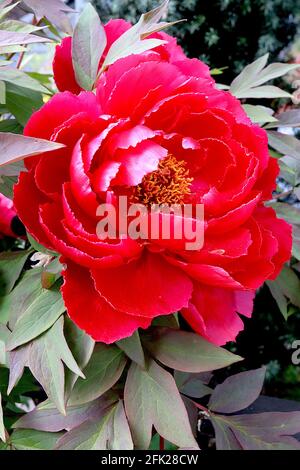 Doppelte Baum Pfingstrose - Paeonia Suffruticosa "Roten Felsen ...